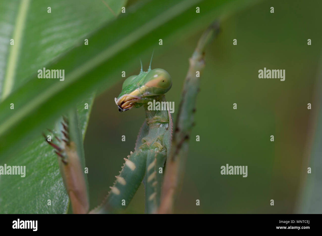 giant African mantis, Sphodromantis viridis in the wild amongst a bush ...