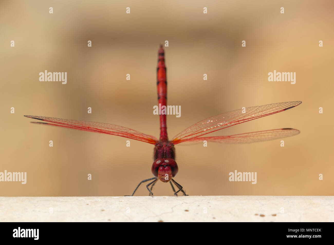 Mediterranean insects hi-res stock photography and images - Alamy