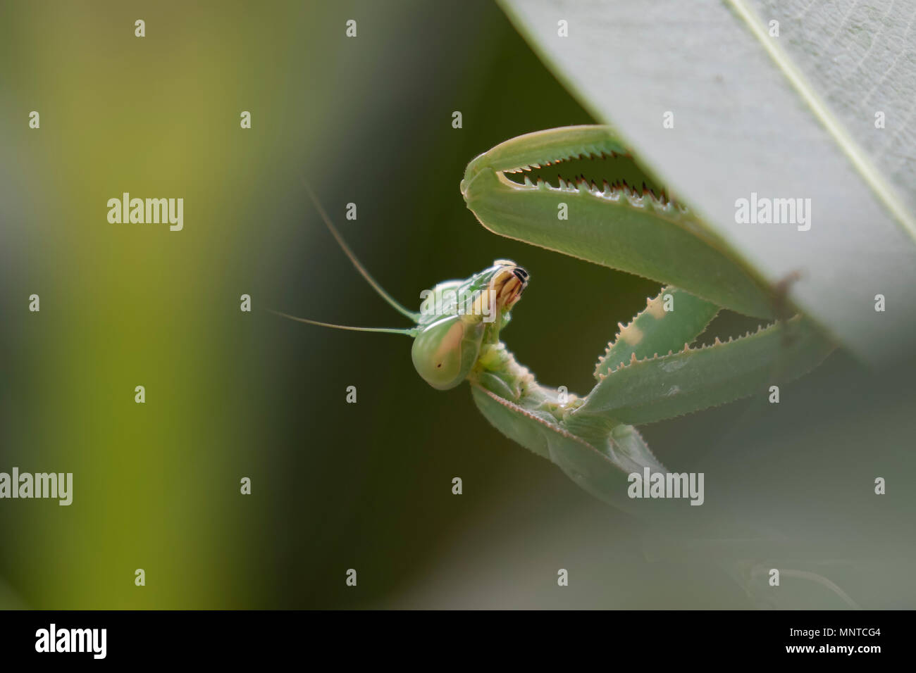 giant African mantis, Sphodromantis viridis in the wild amongst a bush ...