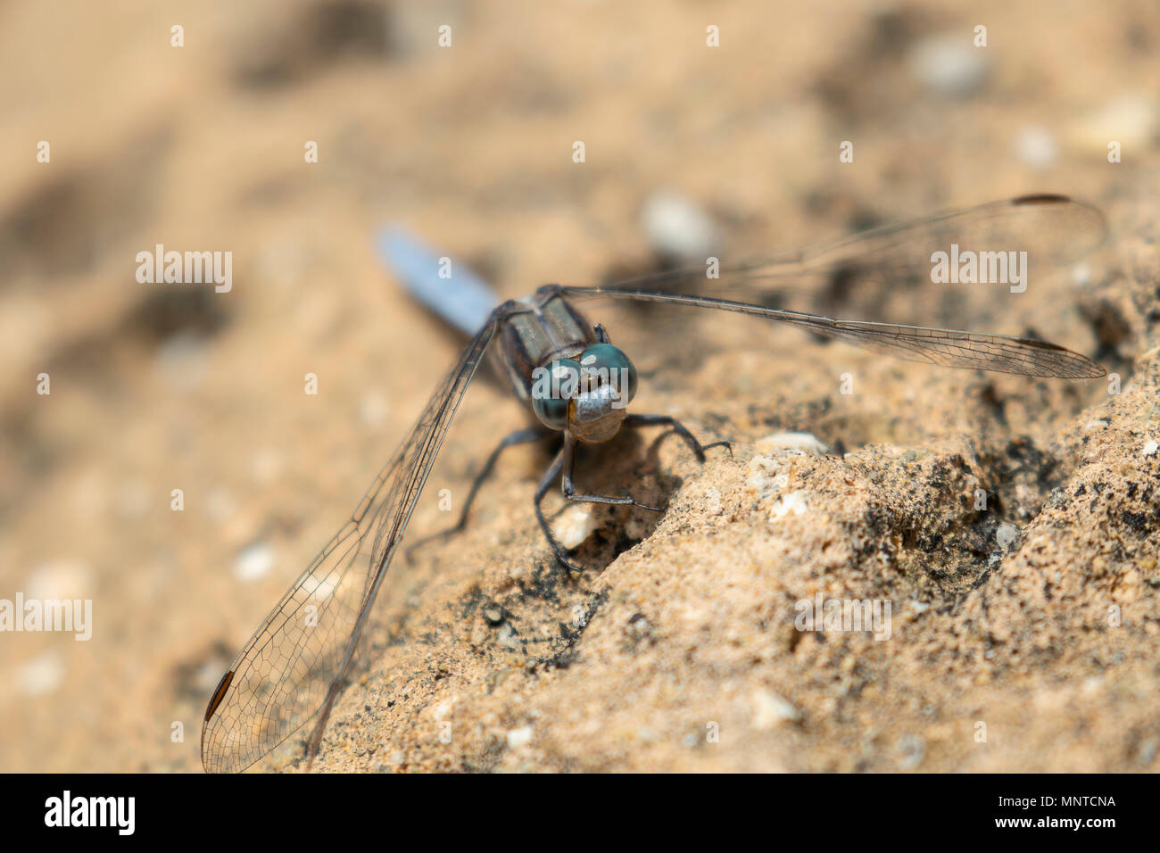 Mediterranean insects hi-res stock photography and images - Alamy