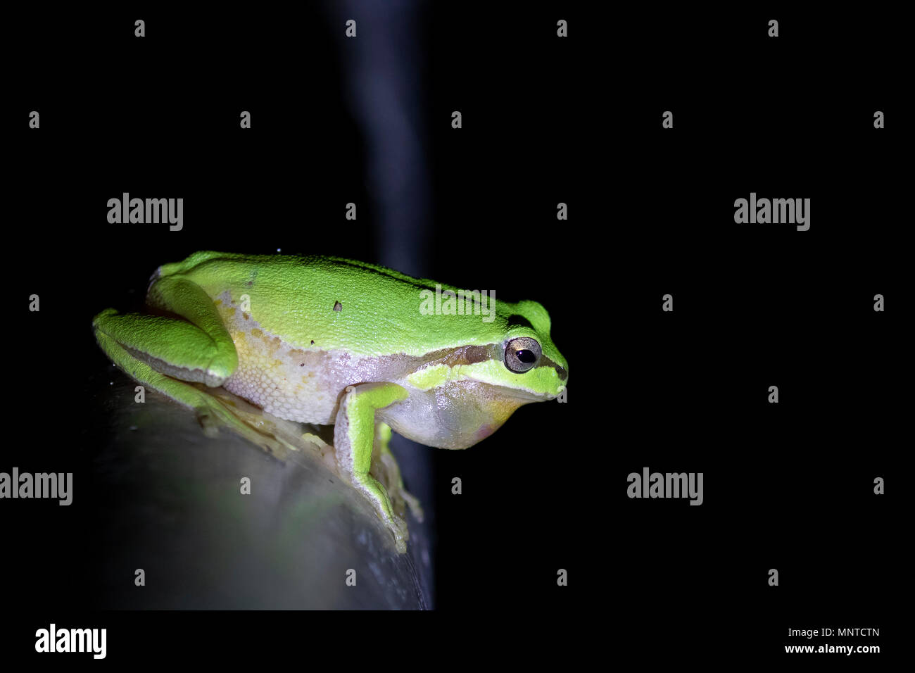 Tree Frog Croaking