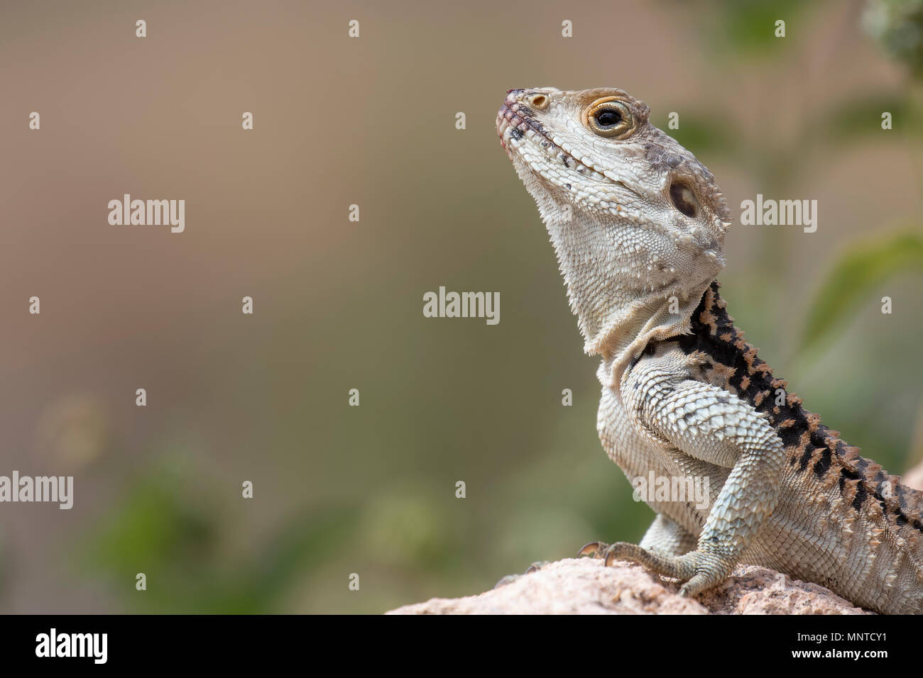 Starred agama, Stellagama stellio standing alert on a garden wall in ...
