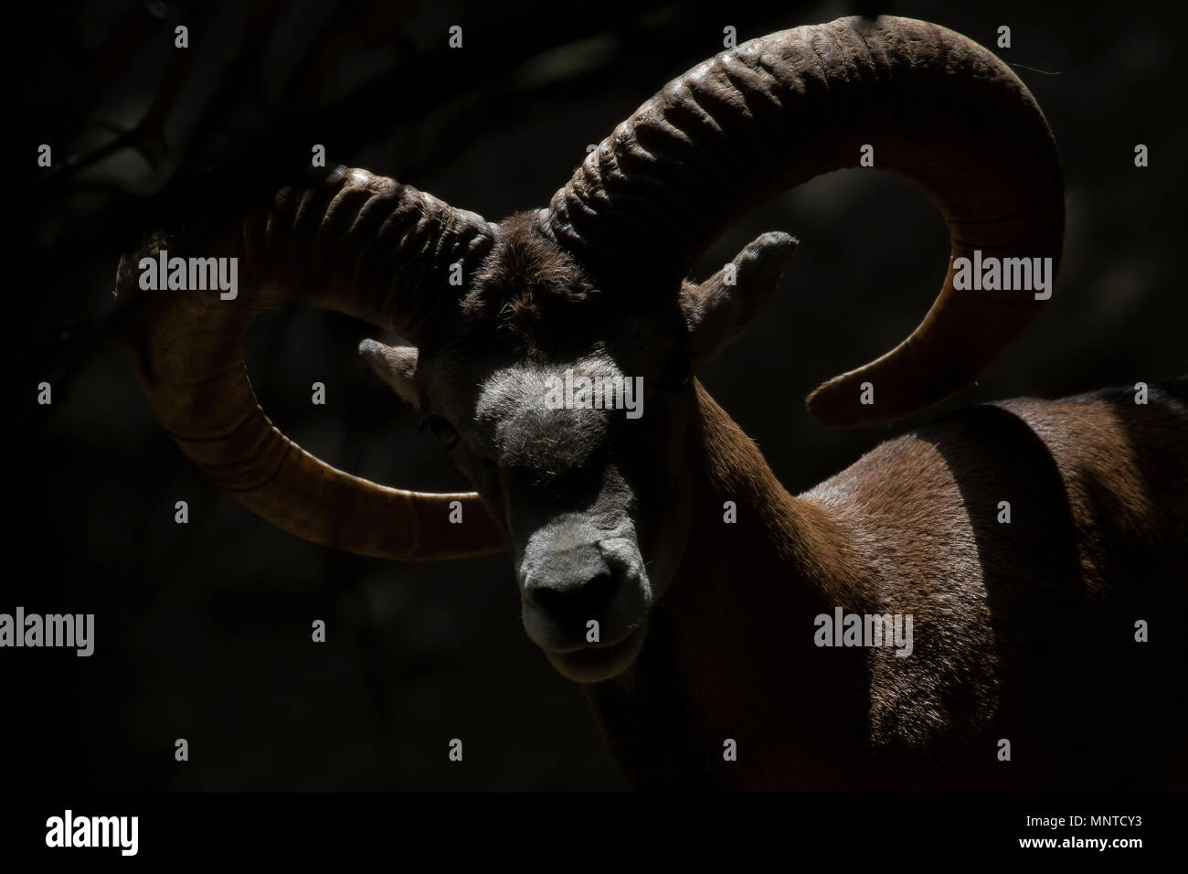 Ovis gmelini ophion hi-res stock photography and images - Alamy