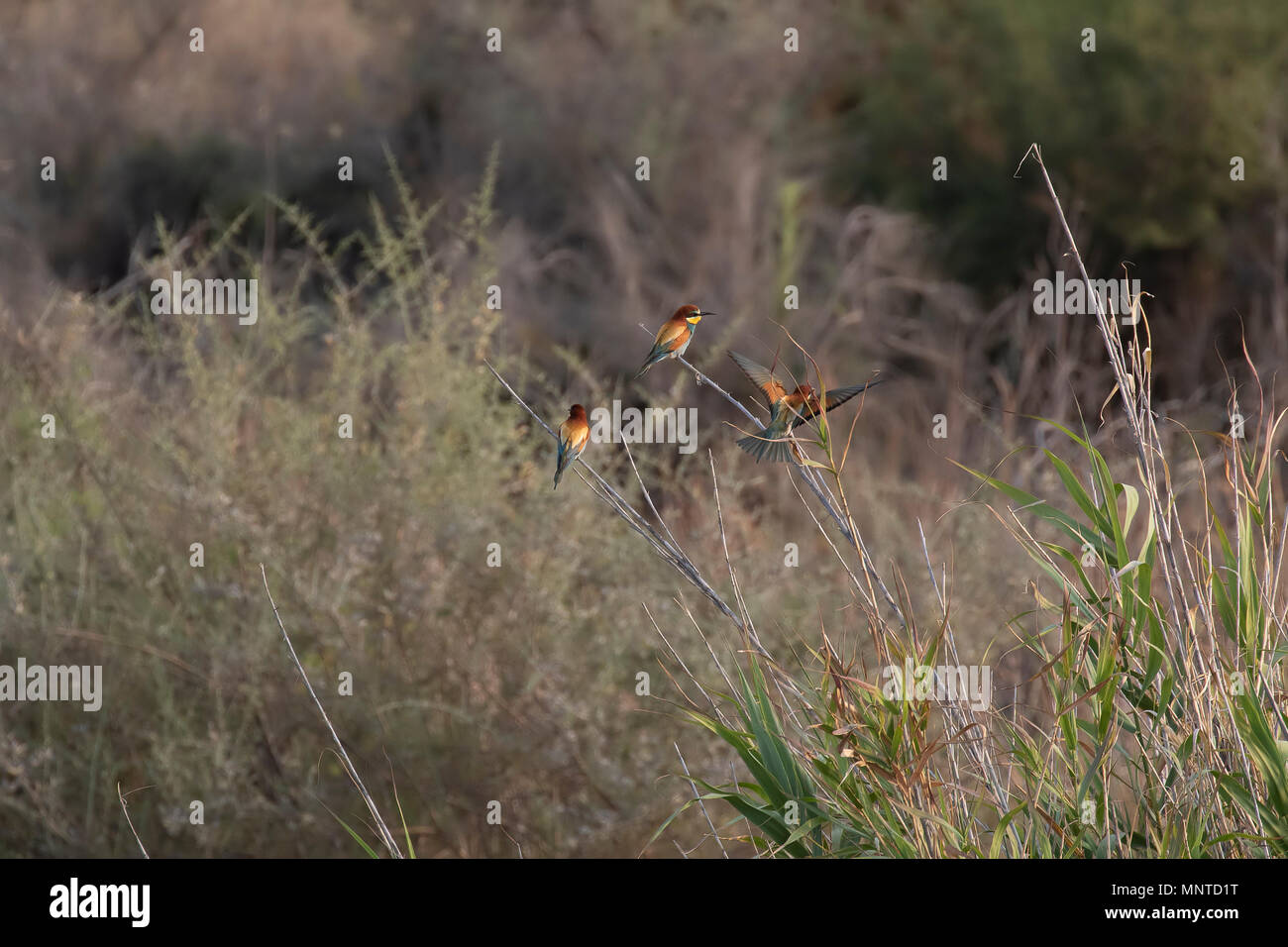 Insects and plant eater hi-res stock photography and images - Alamy