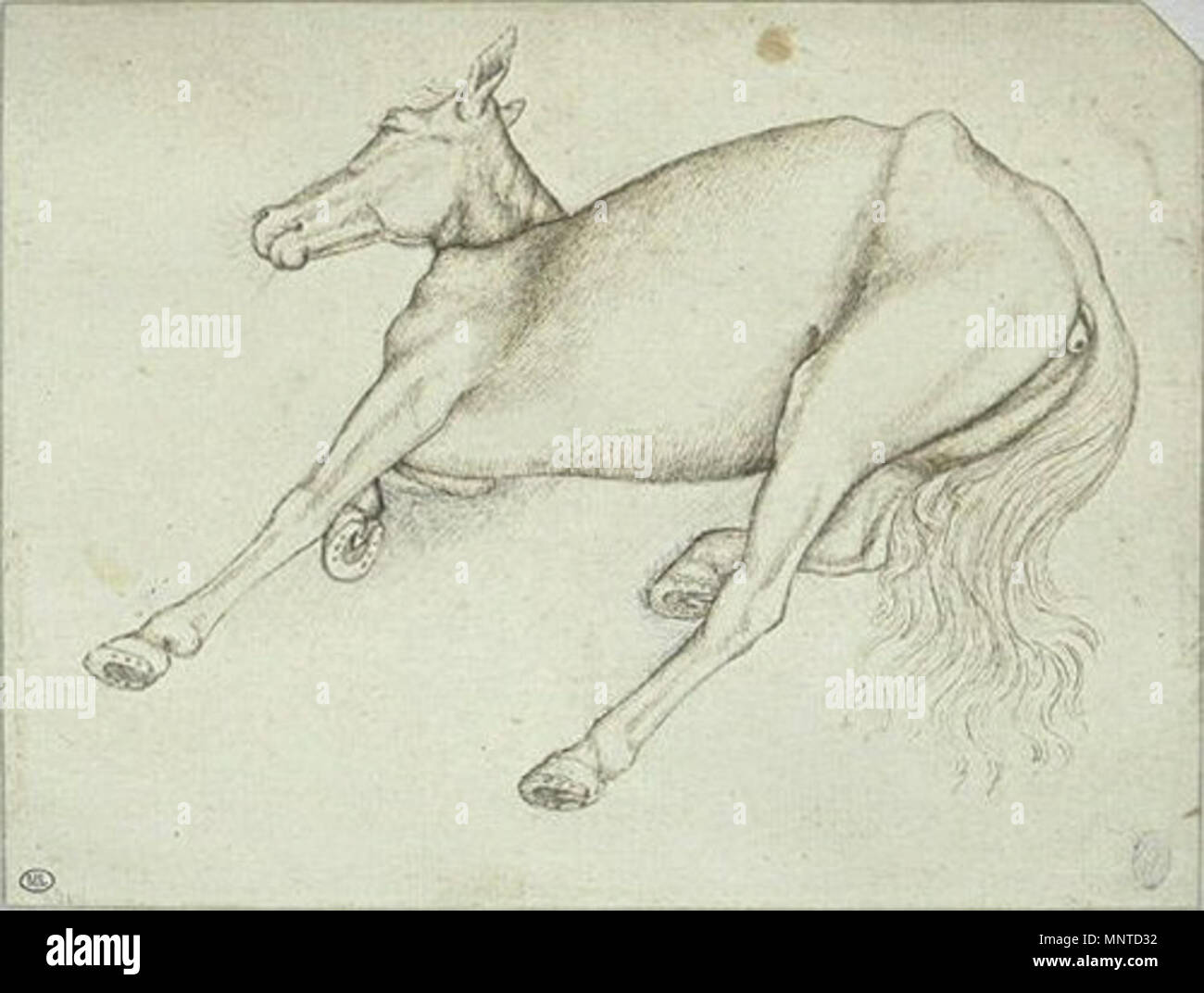 Flanc gauche hi-res stock photography and images - Alamy