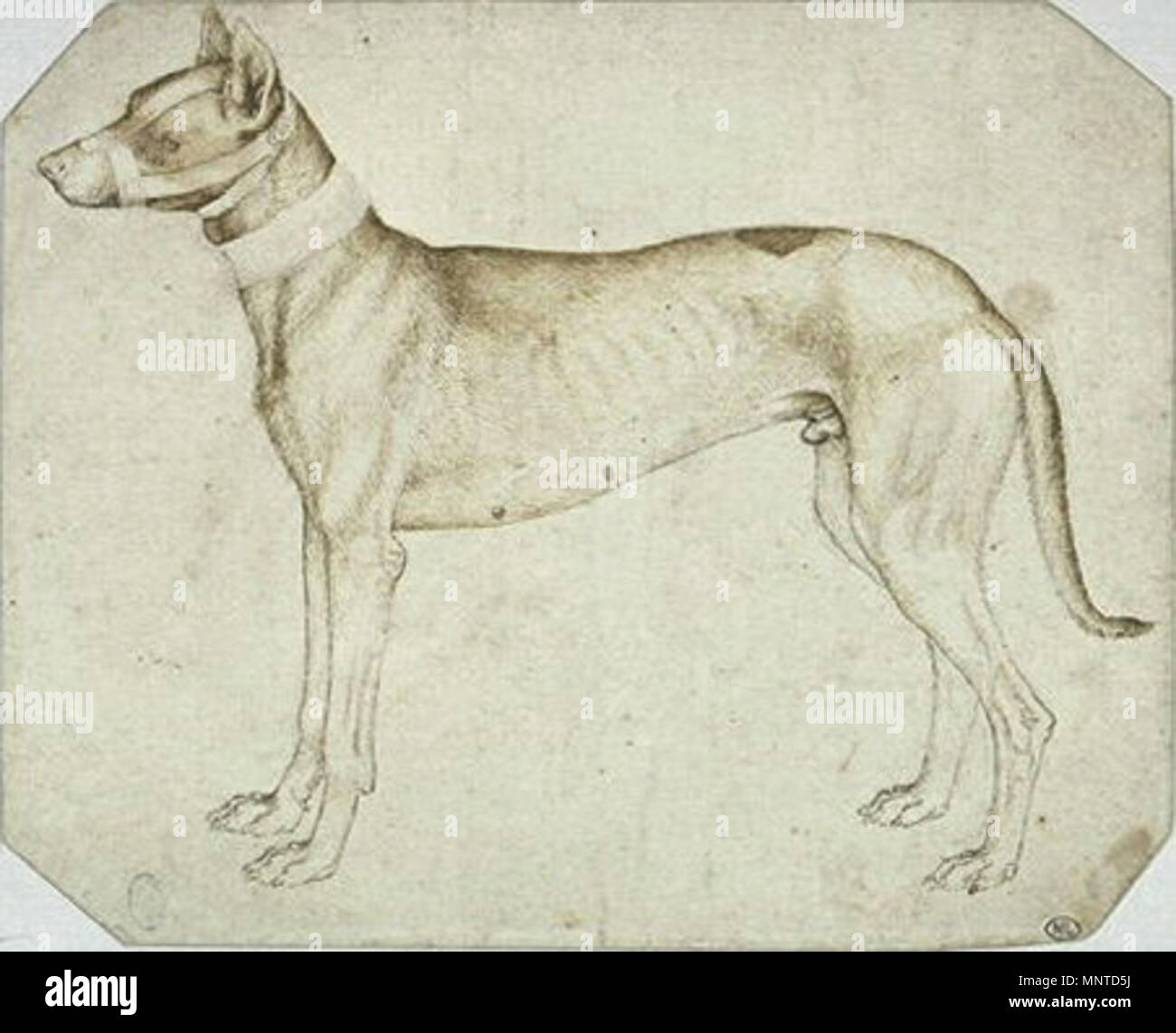 Profil de chien hi-res stock photography and images - Alamy