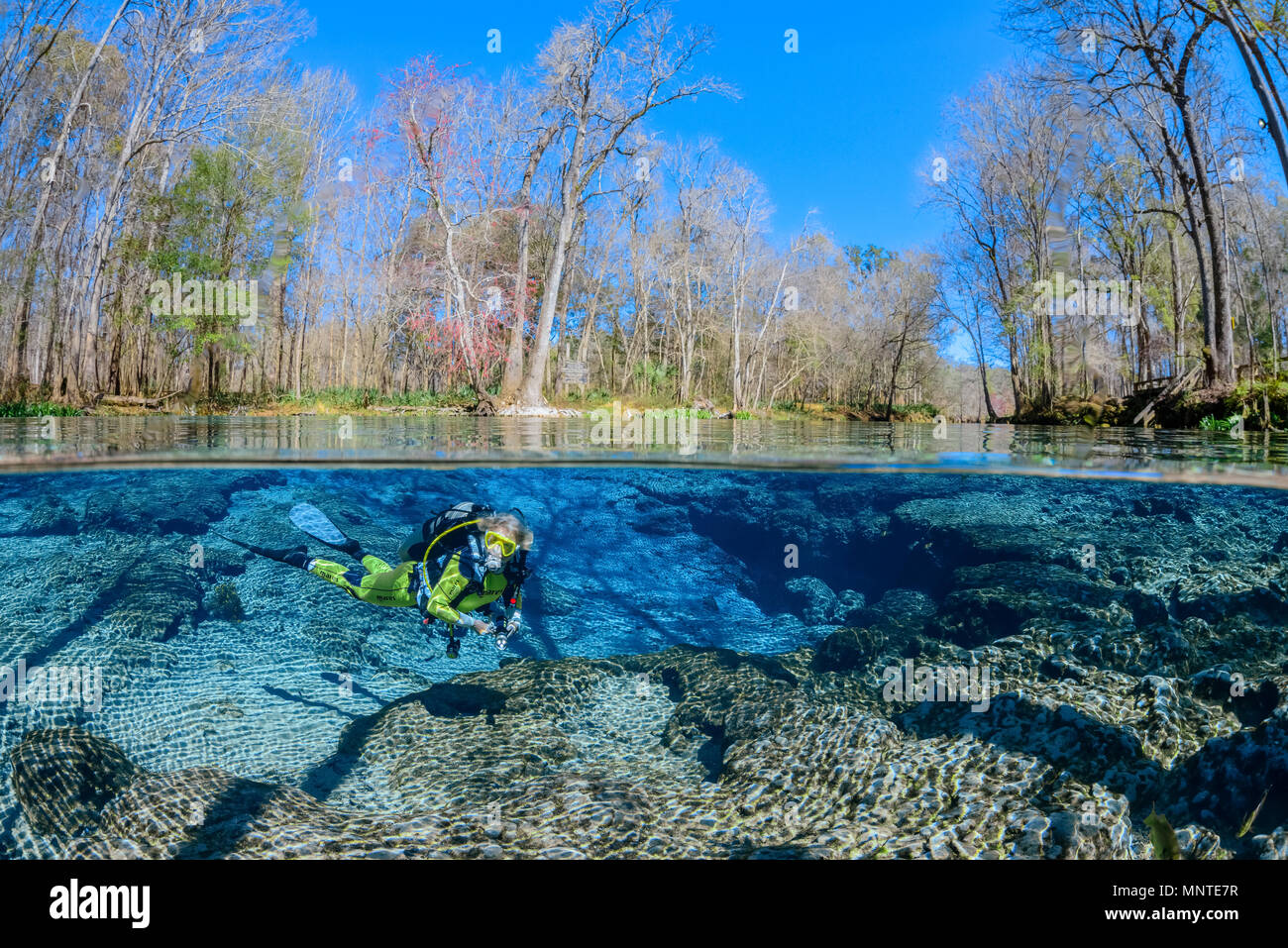 woman scuba diver, exploring freshwater springs, Ginnie Springs, High ...