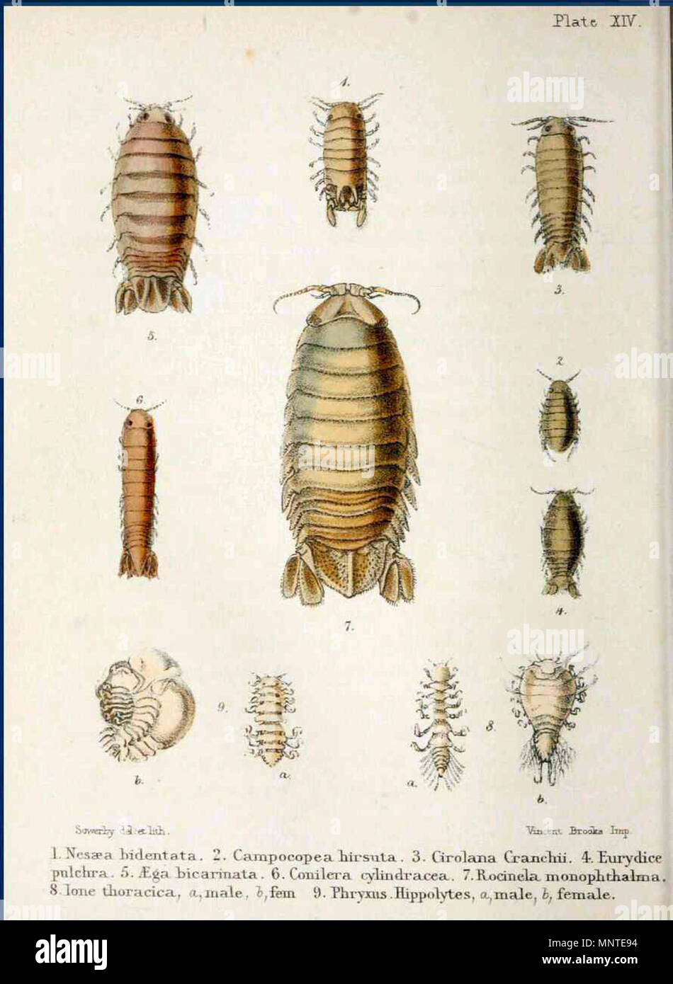 . English: Illustration from Adam White's A Popular History of British ...