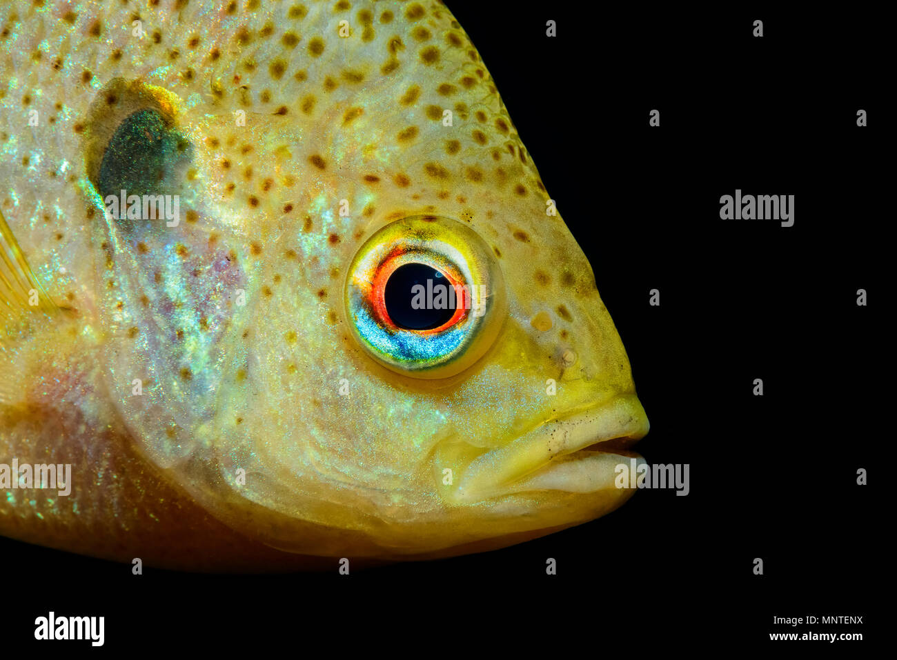 pumpkinseed, pond perch, or common sunfish, Lepomis gibbosus, Ginnie ...