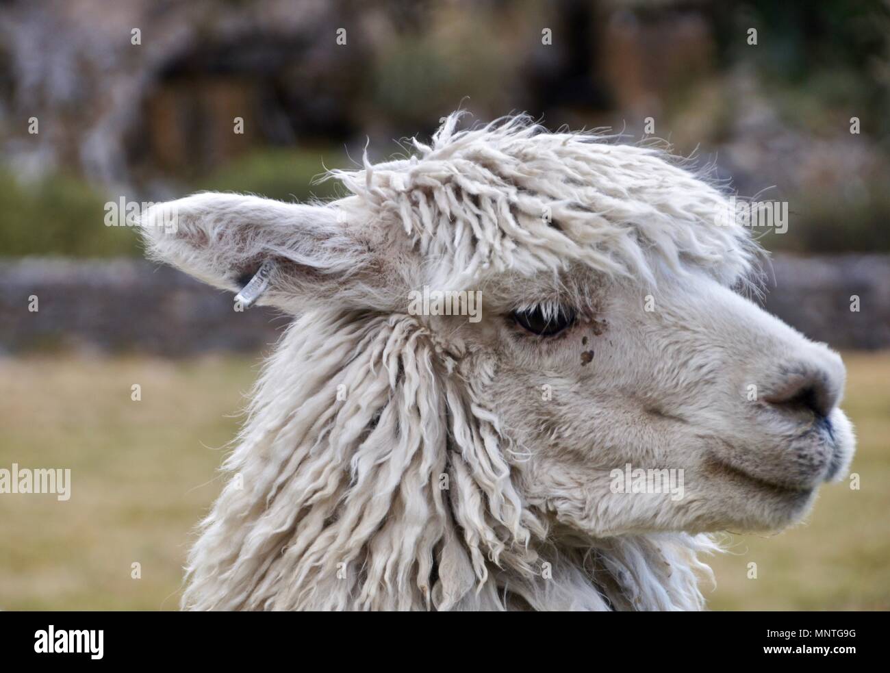 Peru colca canyon llamas hi-res stock photography and images - Alamy