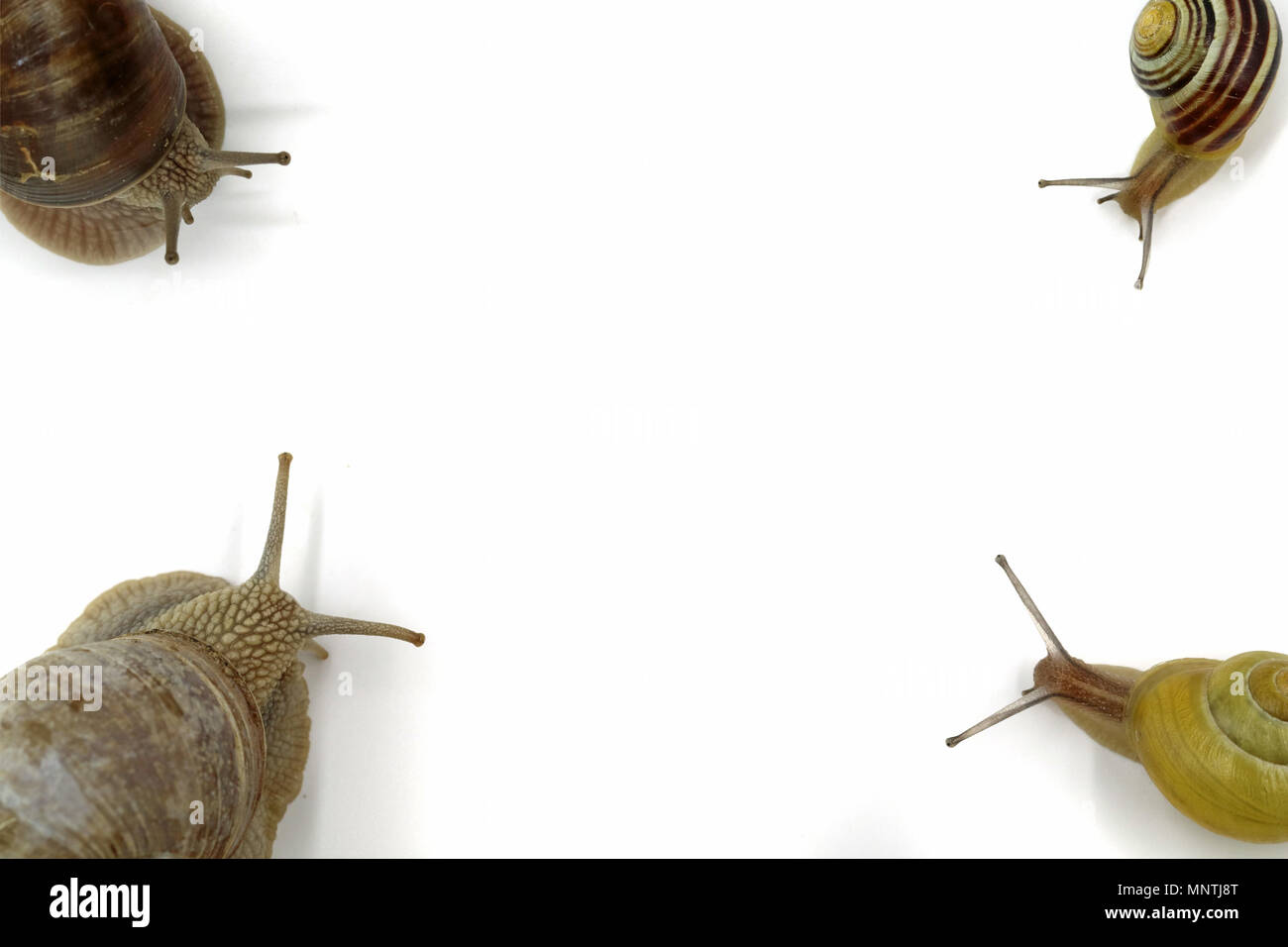 Snails in each corner top view isolated on white with copy space Stock ...