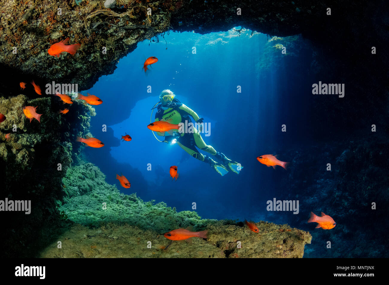 Mediterranean cardinalfish, or king of the mullets, Apogon imberbis ...