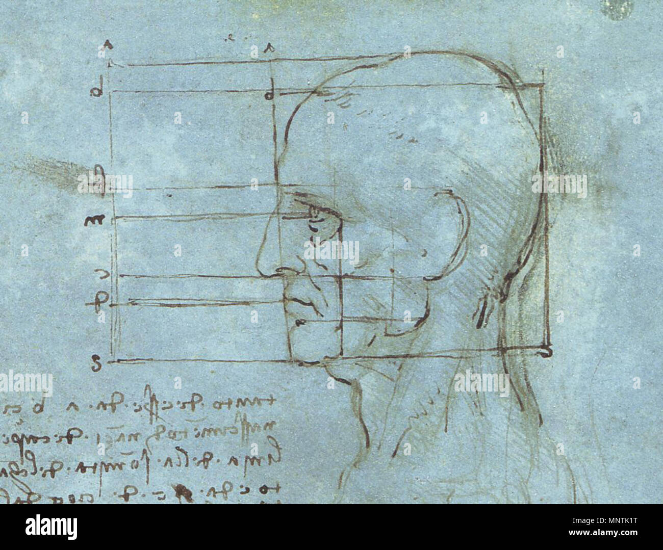Proportions of the face chart hi-res stock photography and images - Alamy