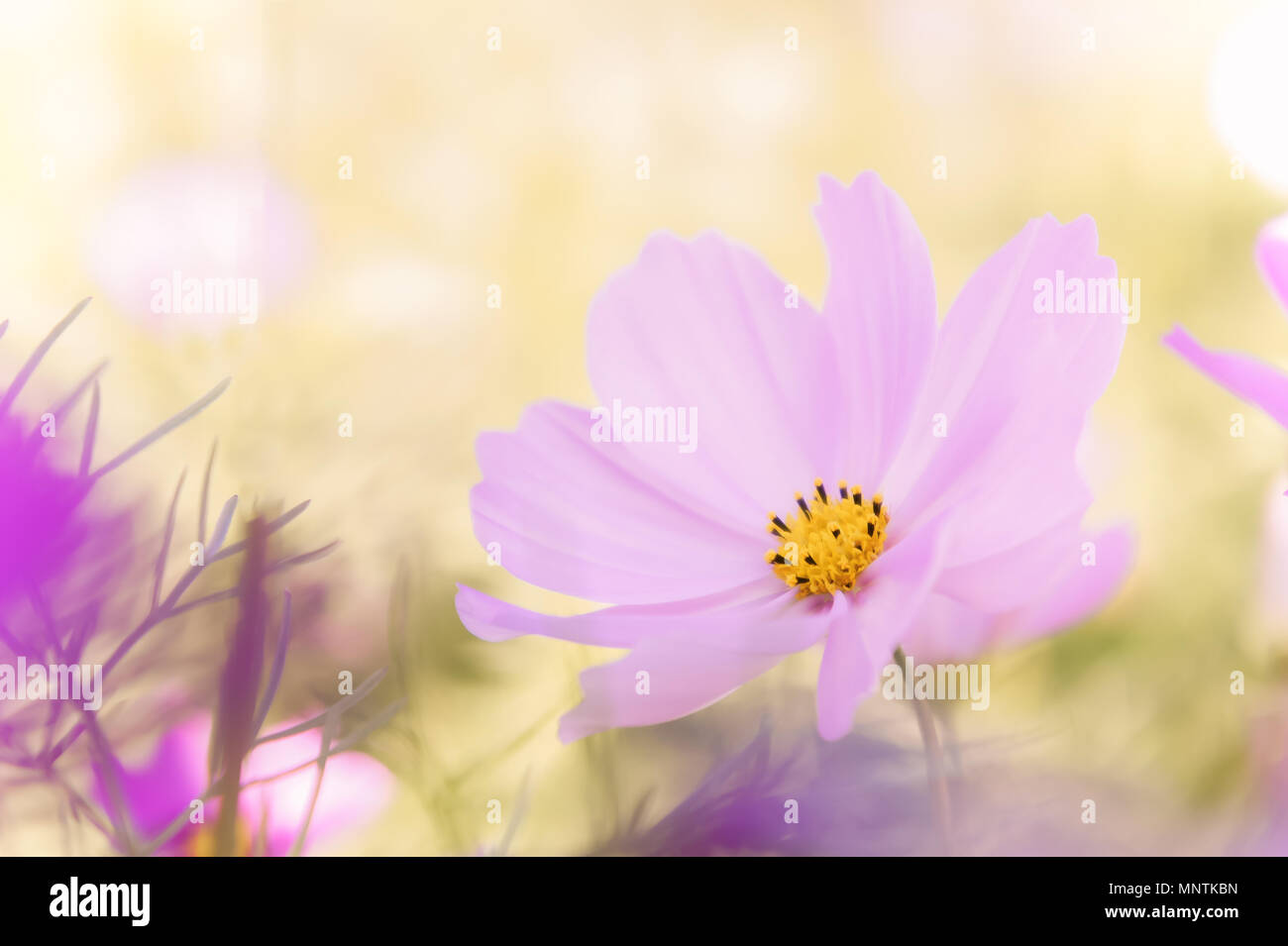 cosmos daisy flowers in the garden day natural vintage Stock Photo - Alamy