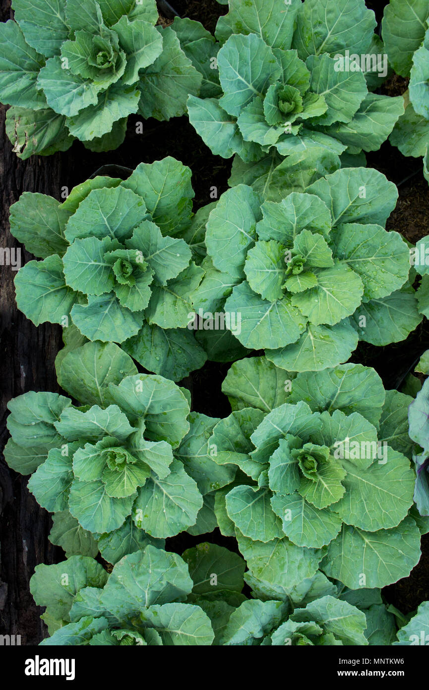 Landscape green cabbage farm hi-res stock photography and images - Alamy