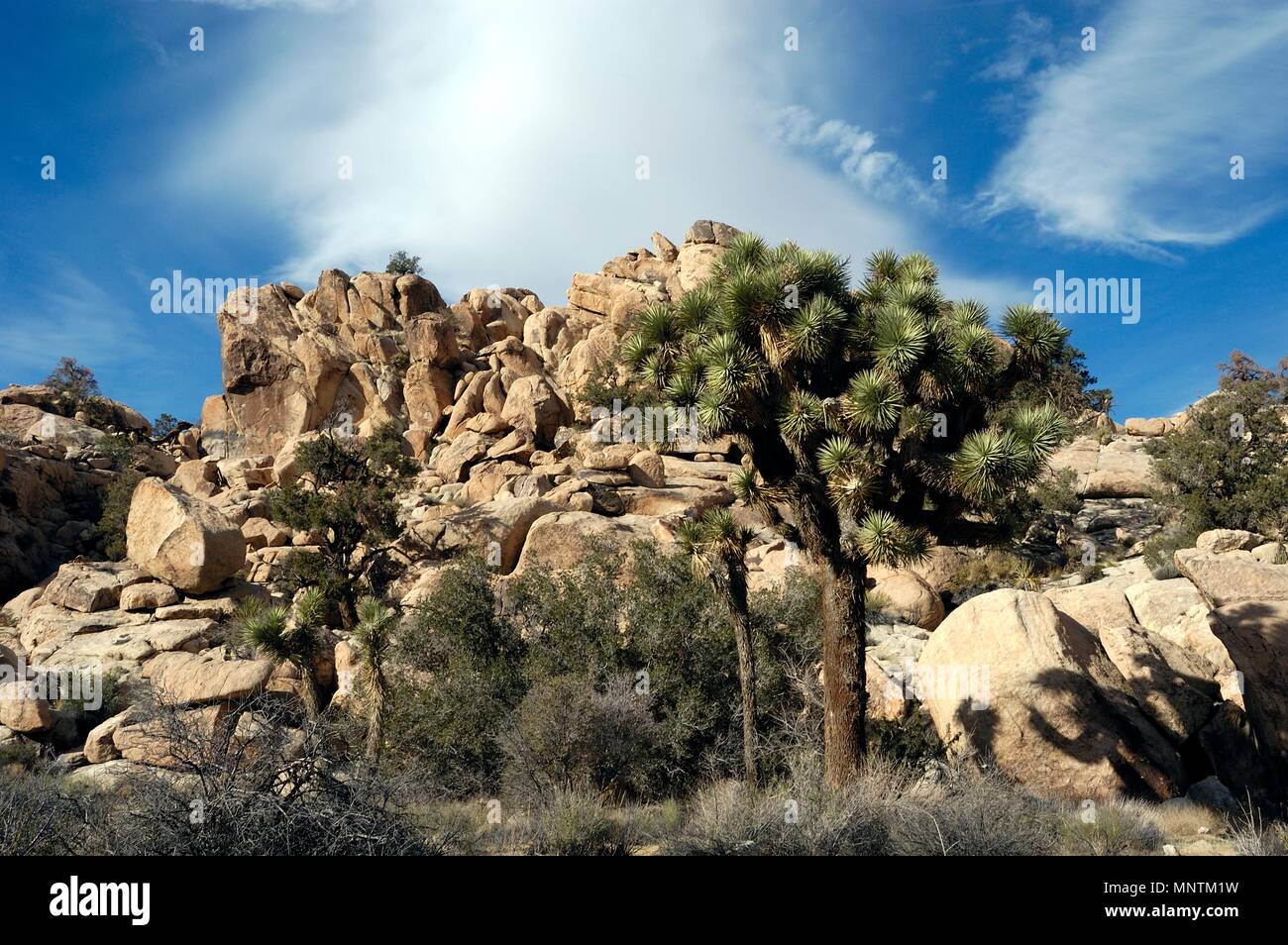 Joshua trees, Yucca brevifolia, Monzogranite rock pile, Mojave Desert ...