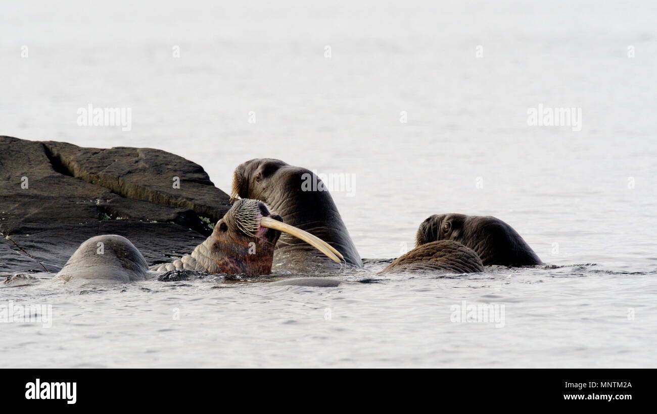 Group of walrus swimming, Svalbard Stock Photo - Alamy