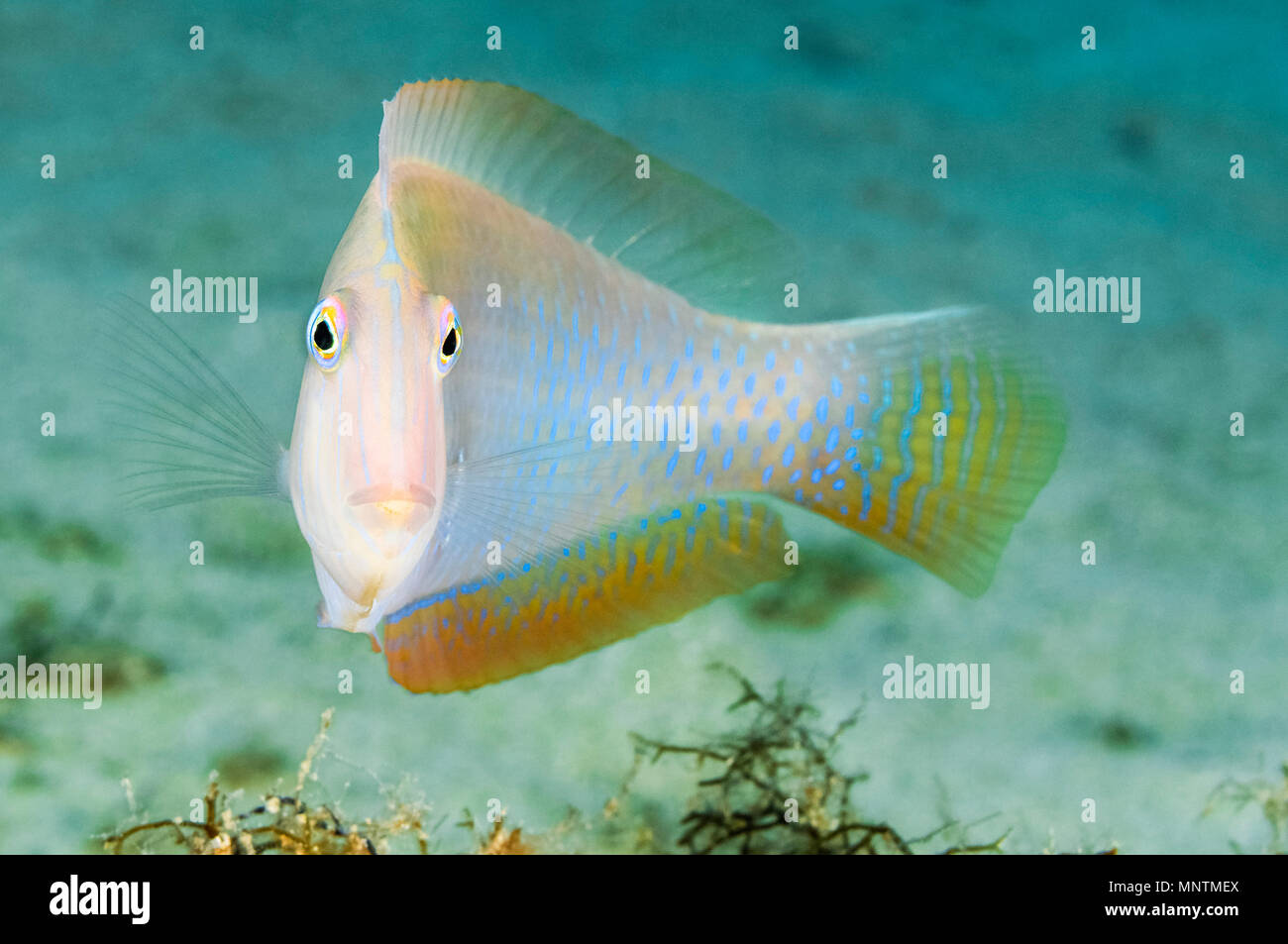 pearly razorfish, or cleaver wrasse, Xyrichtys novacula, Xwejni Bay ...