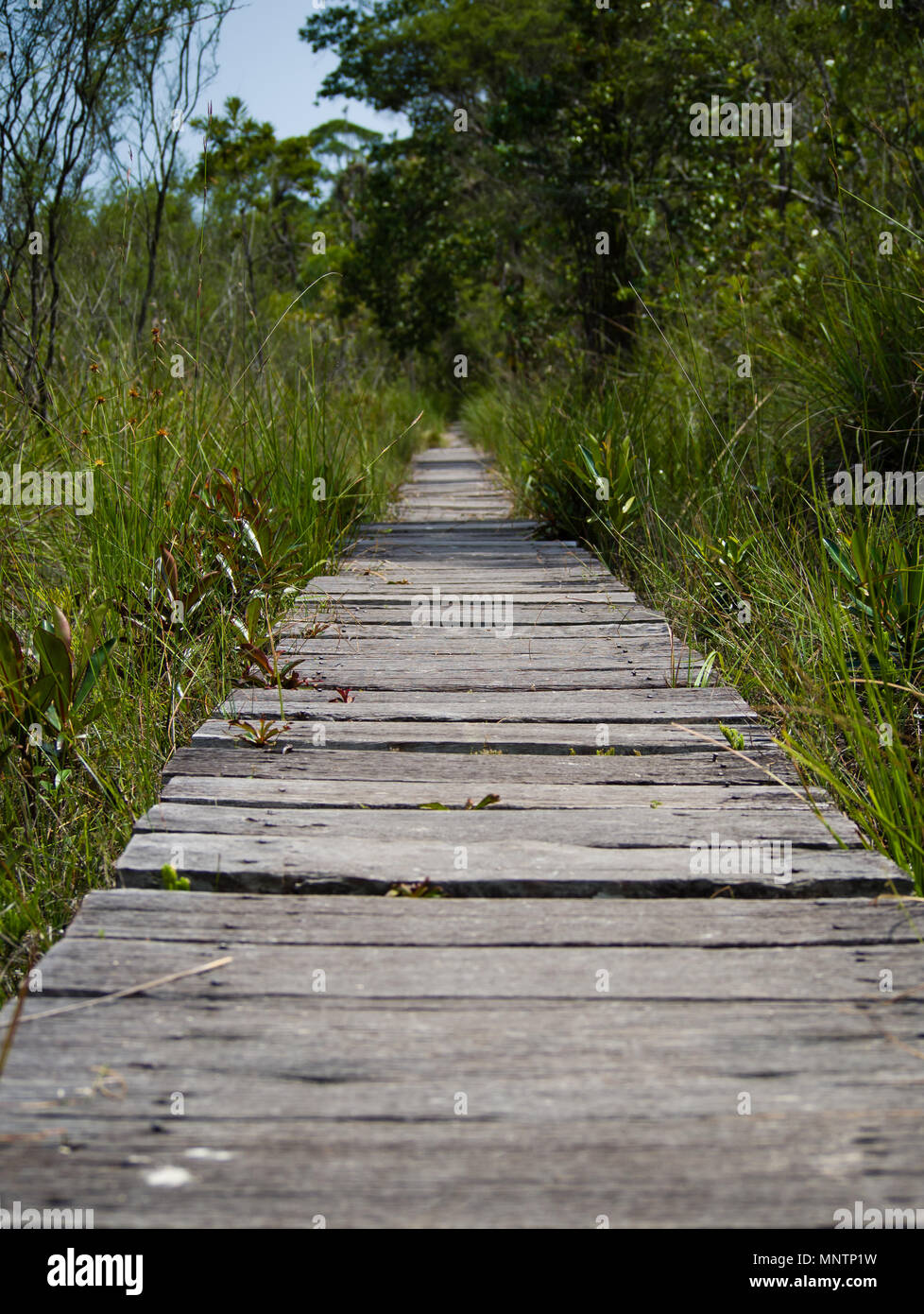 Pathway to the jungle hi-res stock photography and images - Alamy