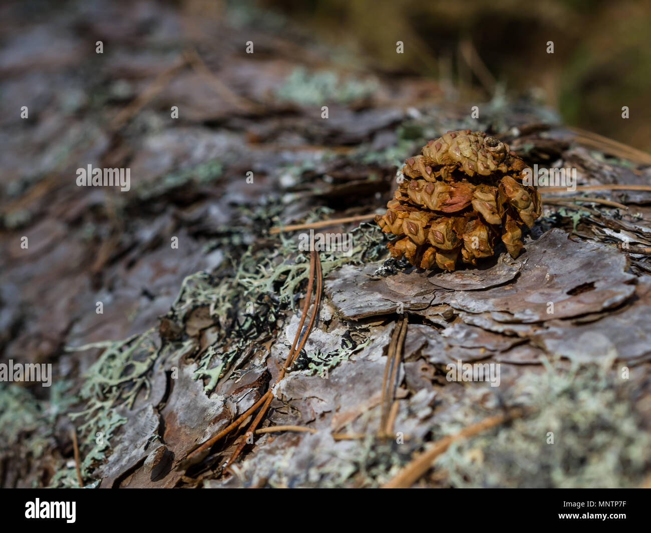 Pine cone on a trunk Stock Photo - Alamy