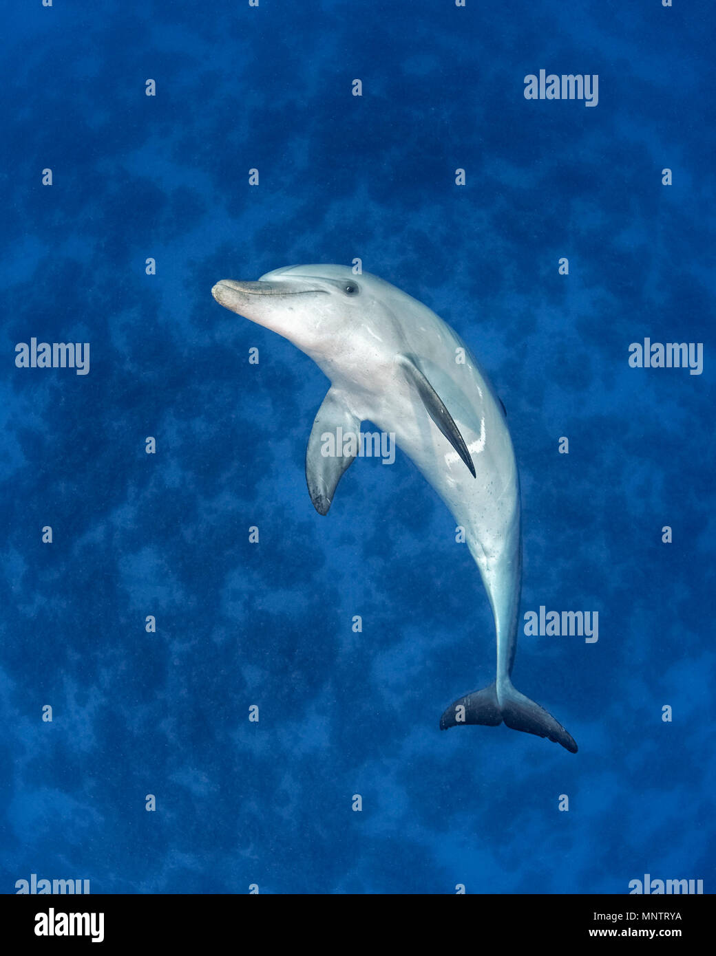Indo-Pacific bottlenose dolphin, Tursiops aduncus, Yellow Fish Reef ...