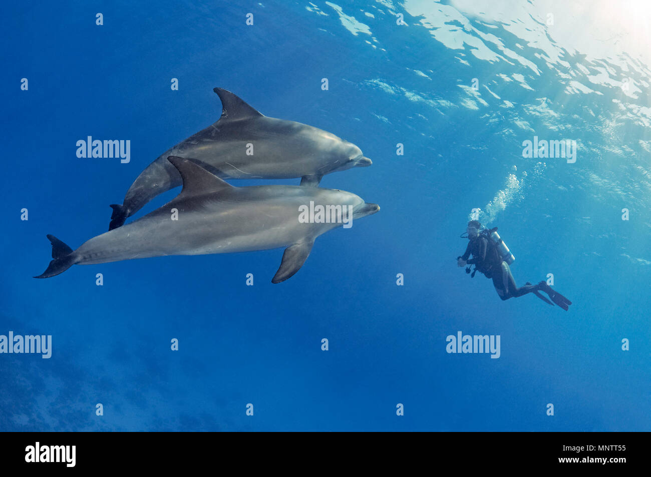 Indo-Pacific bottlenose dolphin, Tursiops aduncus, and scuba diver ...