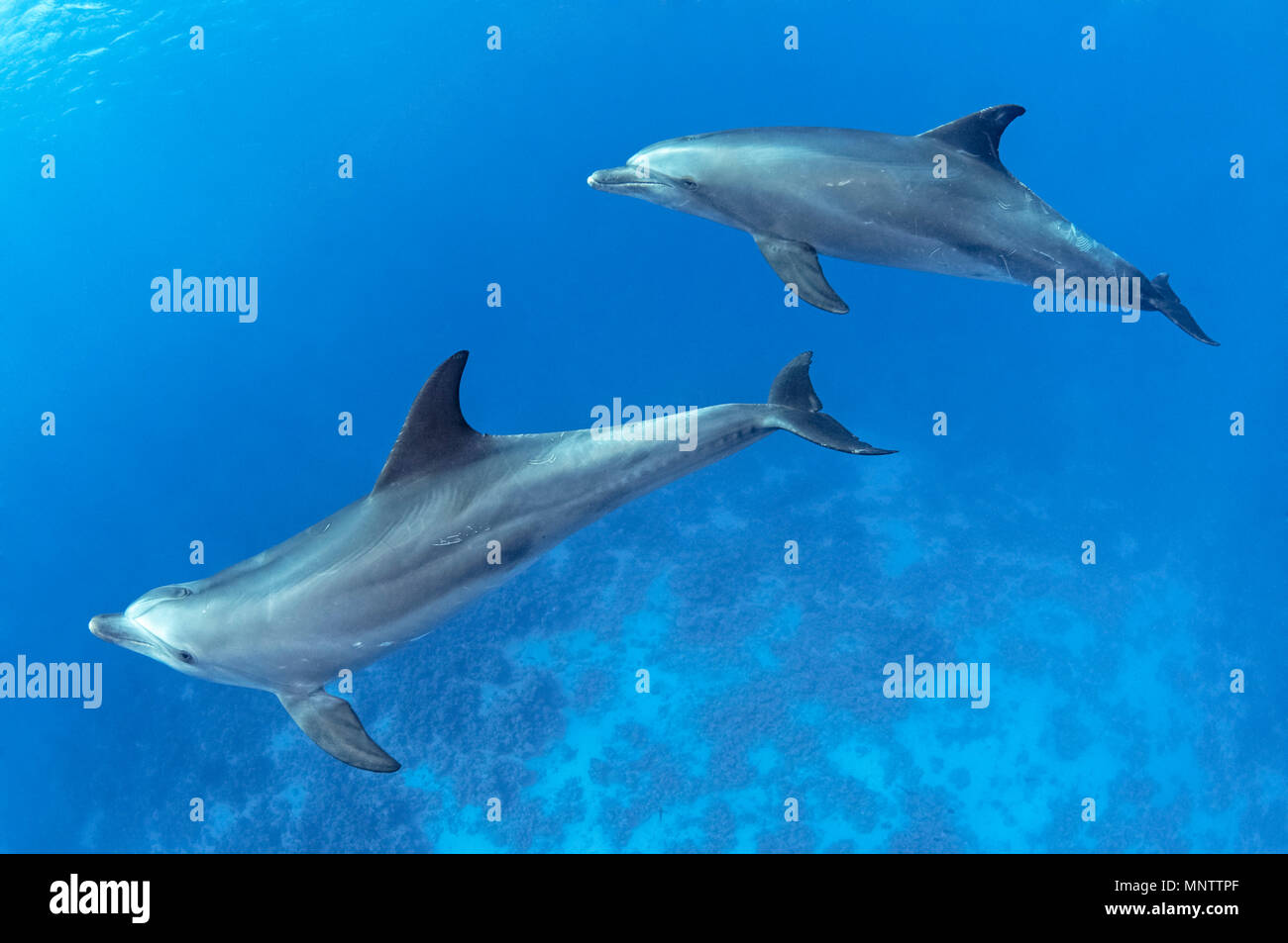 Dolphin Reef Red Sea High Resolution Stock Photography and Images - Alamy