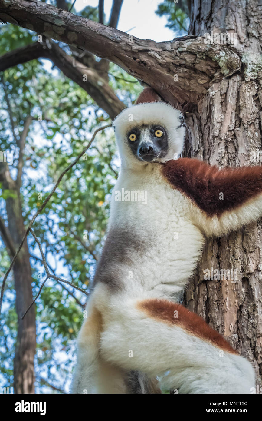 Sifaka, a large lemur which jumps from tree to tree in an upright ...