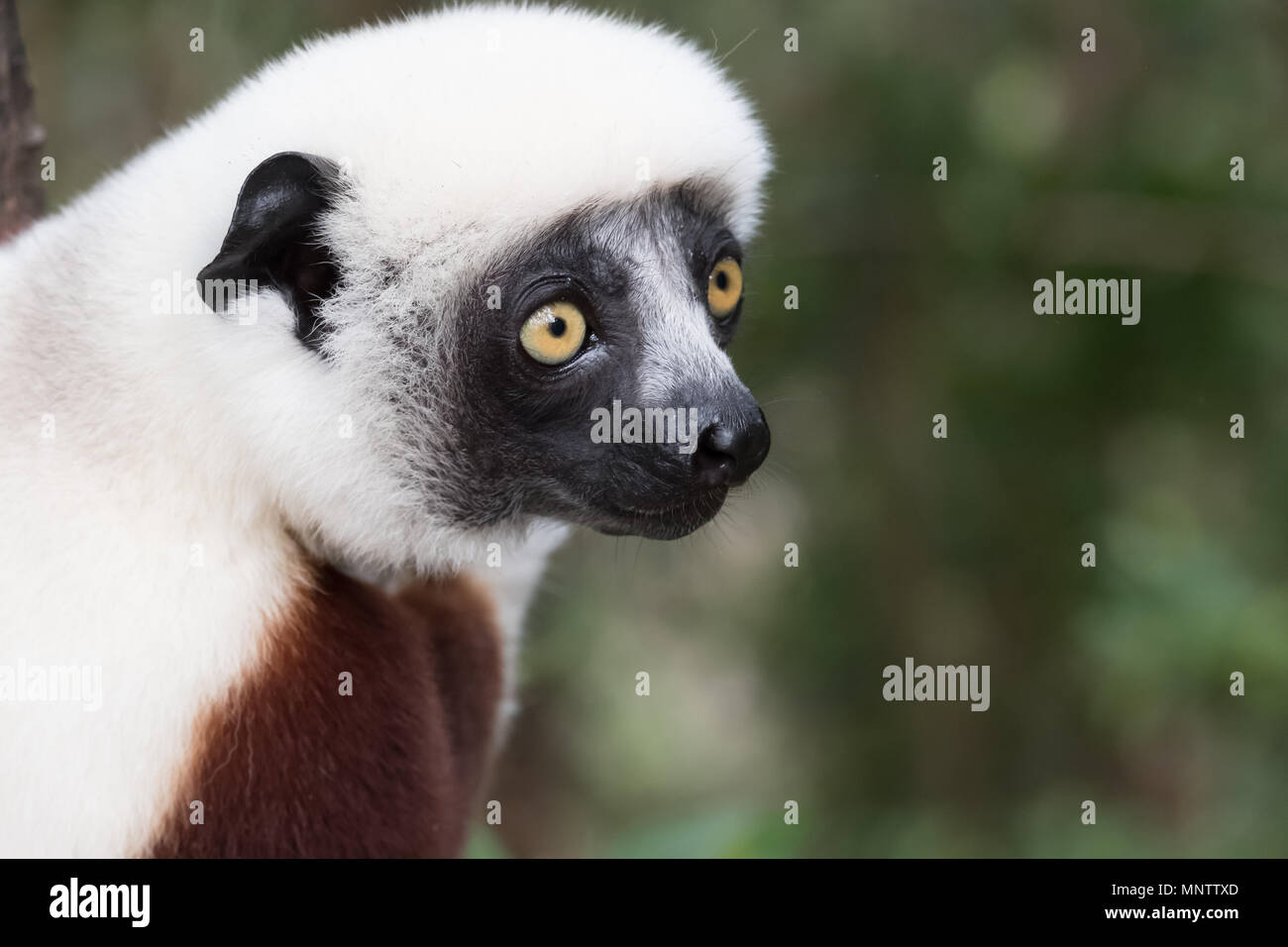Sifaka, a large lemur which jumps from tree to tree in an upright ...