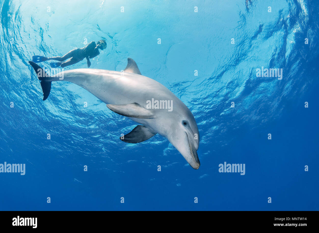 Indo-Pacific bottlenose dolphin, Tursiops aduncus, and woman snorkeler ...