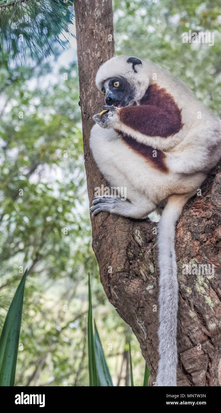 Sifaka, a large lemur which jumps from tree to tree in an upright ...