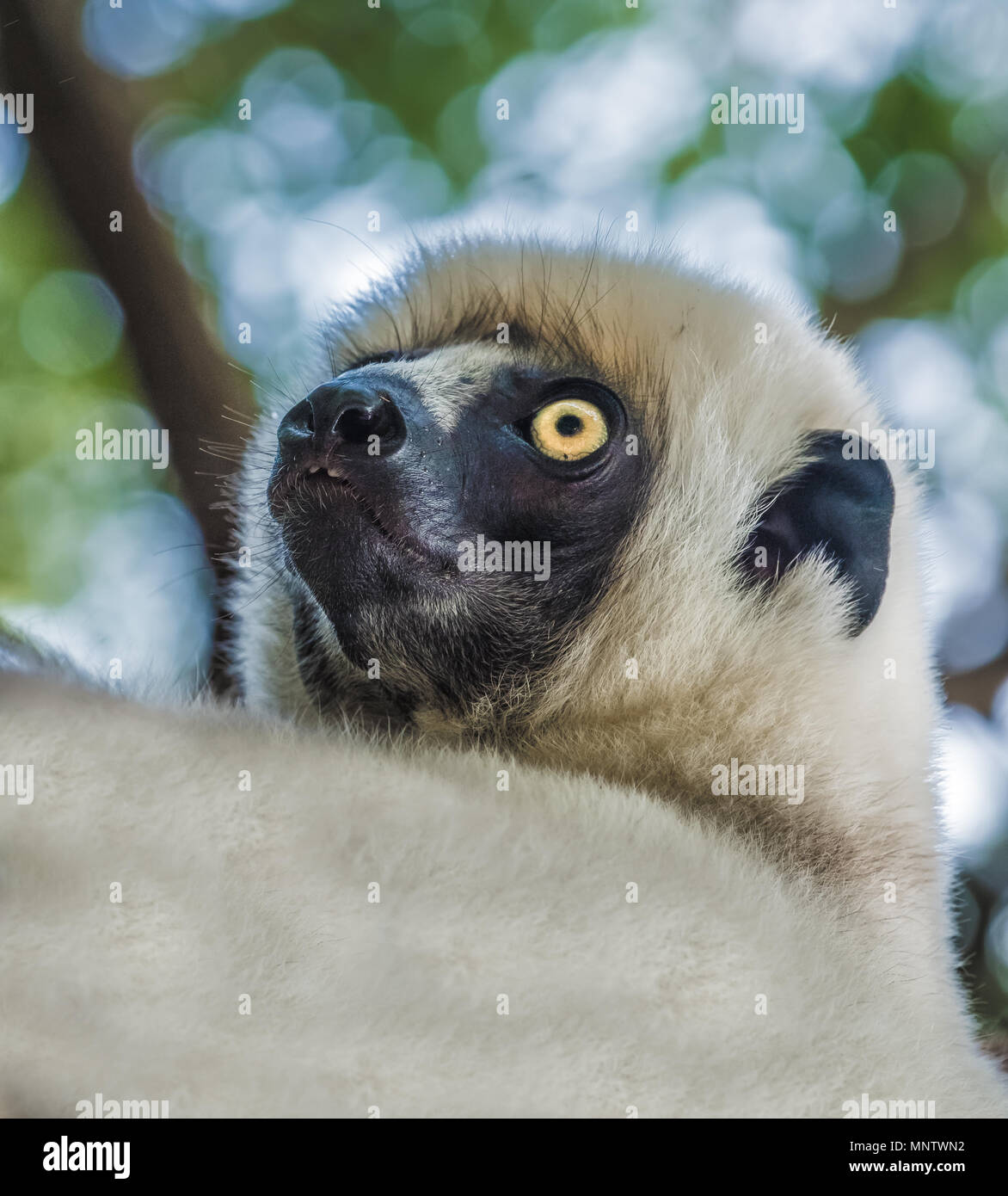 Sifaka, a large lemur which jumps from tree to tree in an upright ...
