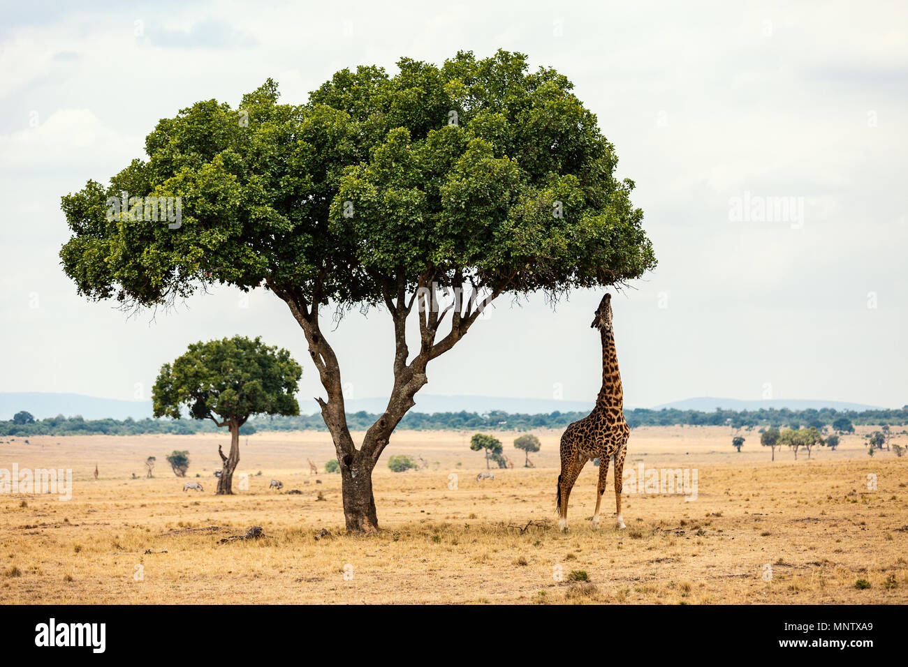 Masai giraffe skin pattern hi-res stock photography and images - Alamy