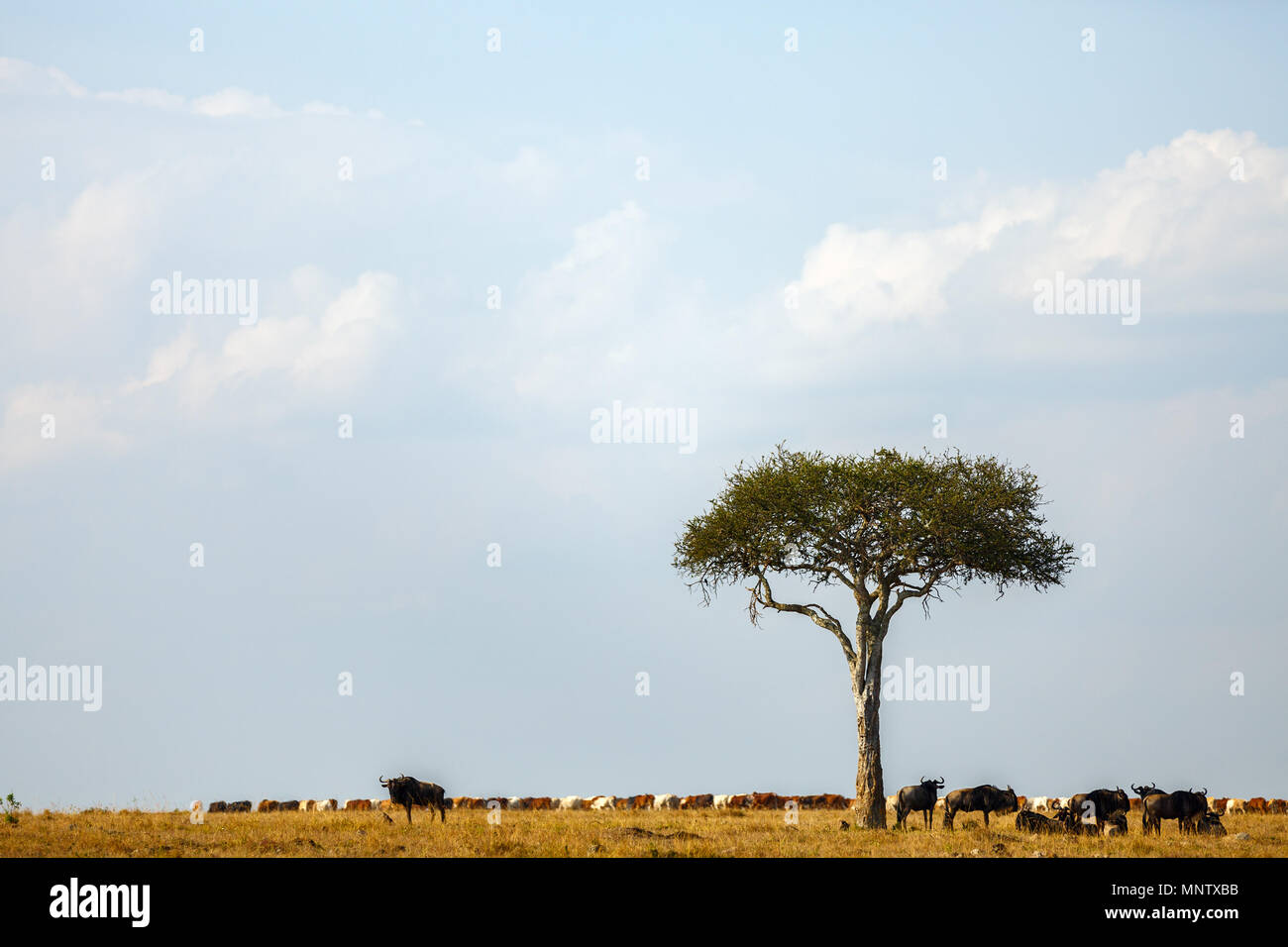 Under acacia tree hi-res stock photography and images - Alamy