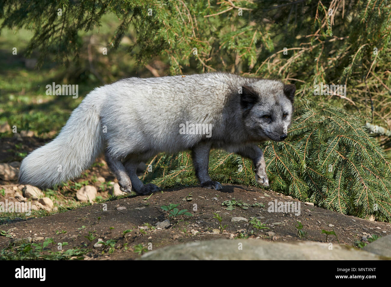 Arctic fox in its natural habitat in the summer Stock Photo - Alamy