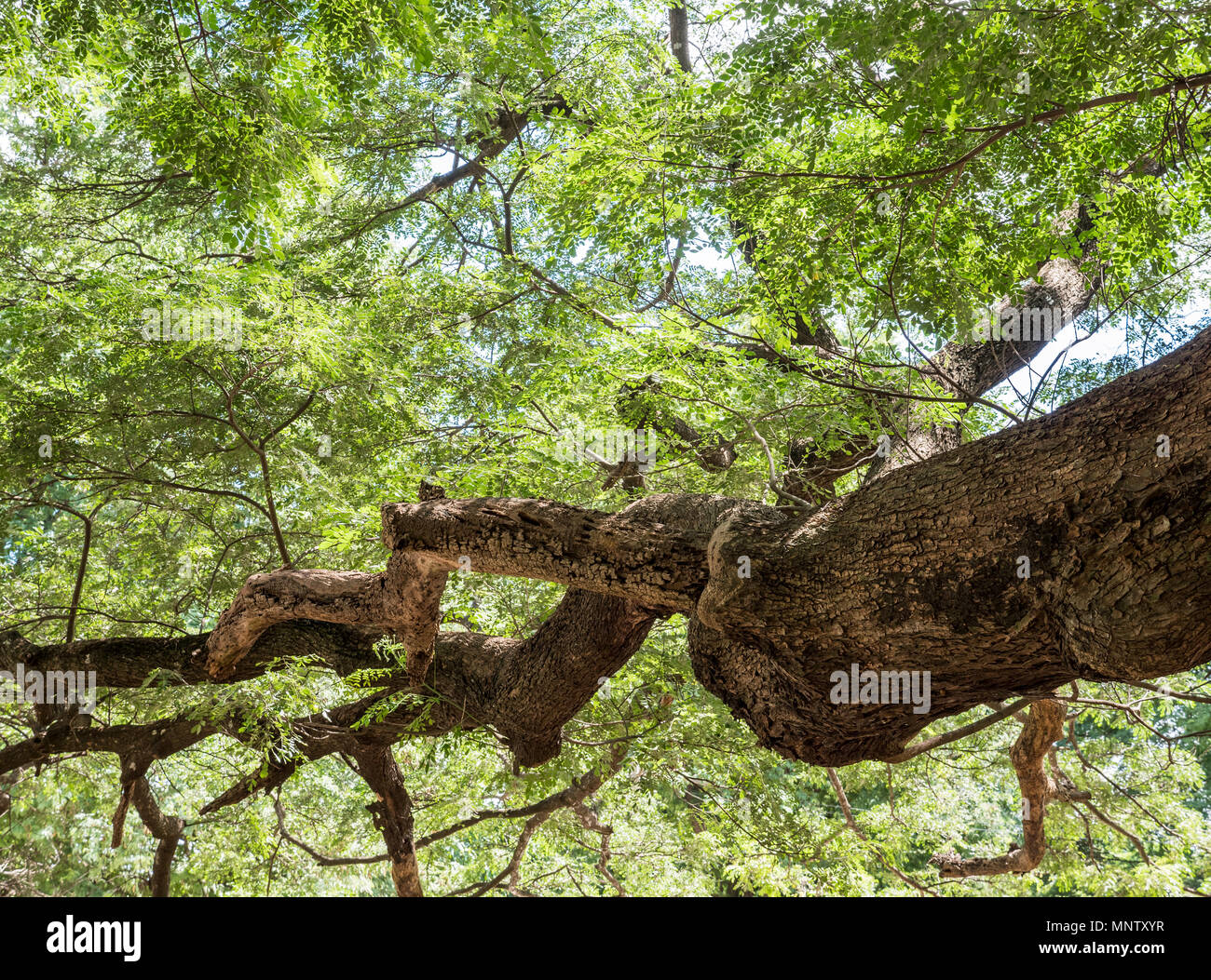 Large complex branch of the Rain tree with the soft light in the forest ...