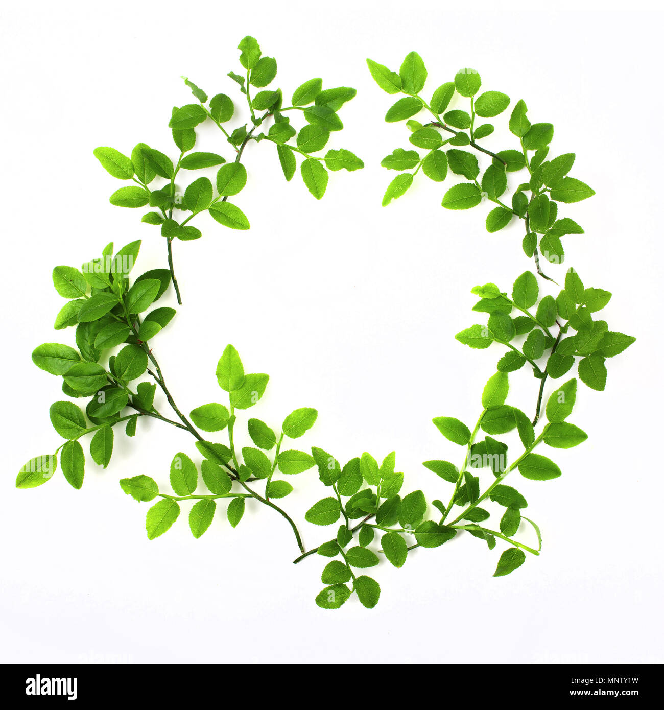 Green round frame with small leaves on white background Stock Photo - Alamy