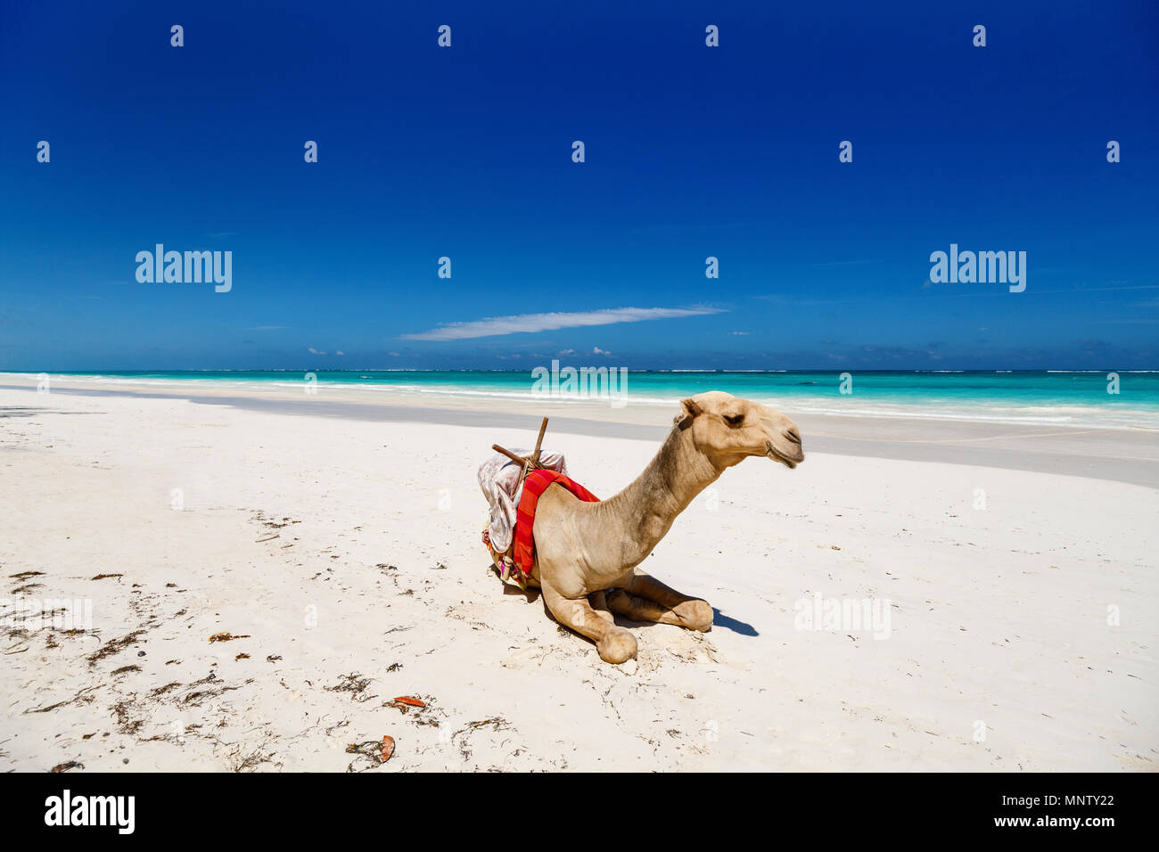 Camel on beach kenya hi-res stock photography and images - Alamy