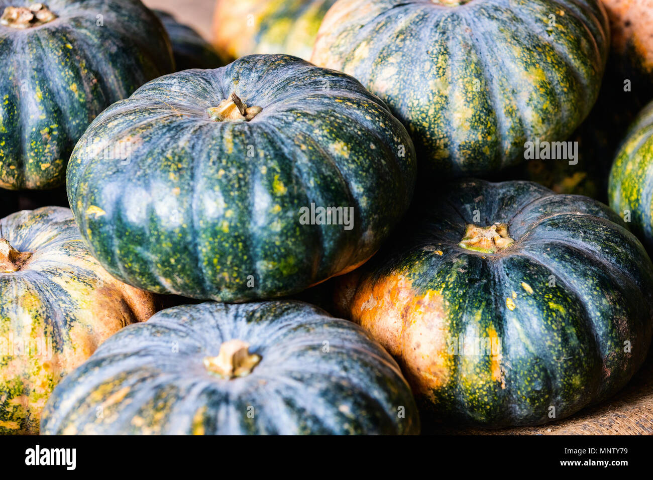 Green pumpkins hi-res stock photography and images - Alamy