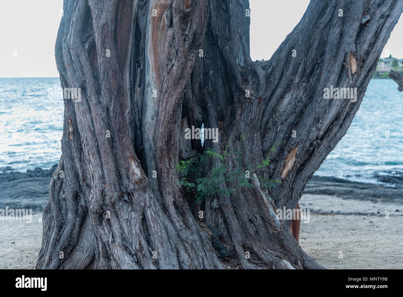 Gnarly tree with a hole in it at the beach on the Big Island of Hawaii ...