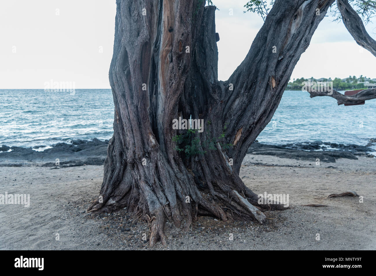 Gnarly tree with a hole in it at the beach on the Big Island of Hawaii ...