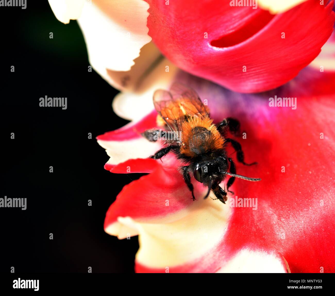 Bee resting in the folders of the Tulip Stock Photo - Alamy