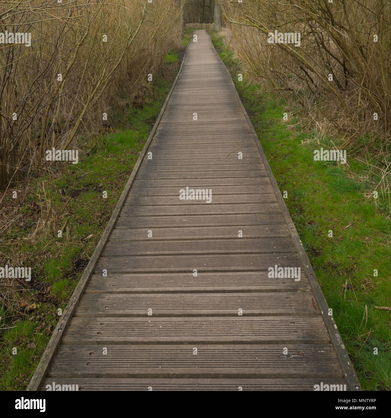 Wooden walkway through thorny bushes in a forest Stock Photo - Alamy