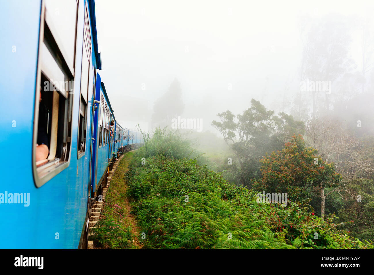 Kandy sri lanka tea plantations hi-res stock photography and images - Alamy