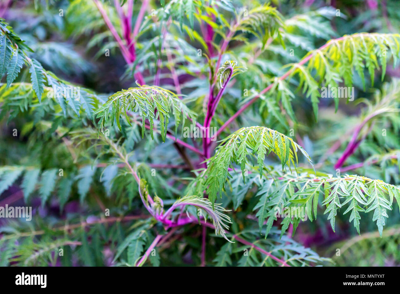 Sumac tree hi-res stock photography and images - Alamy