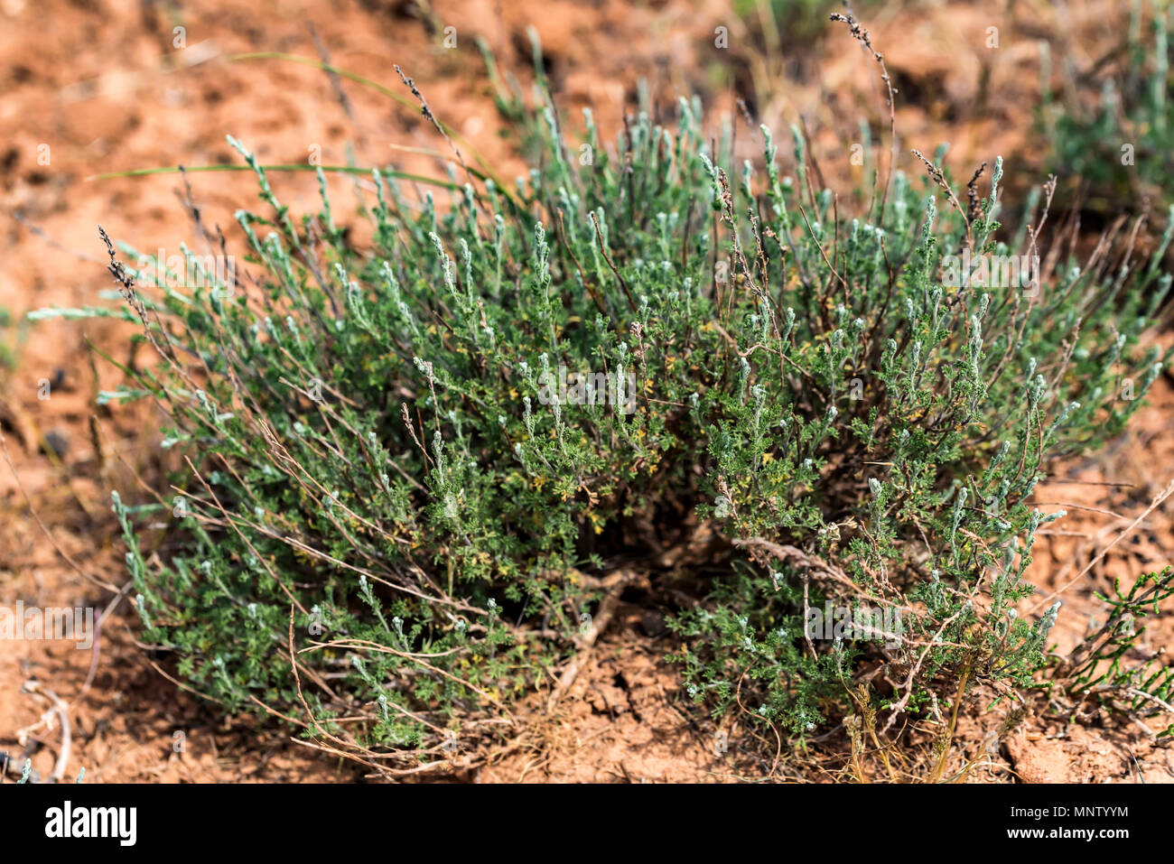 Desert Scrub Plant High Resolution Stock Photography and Images - Alamy