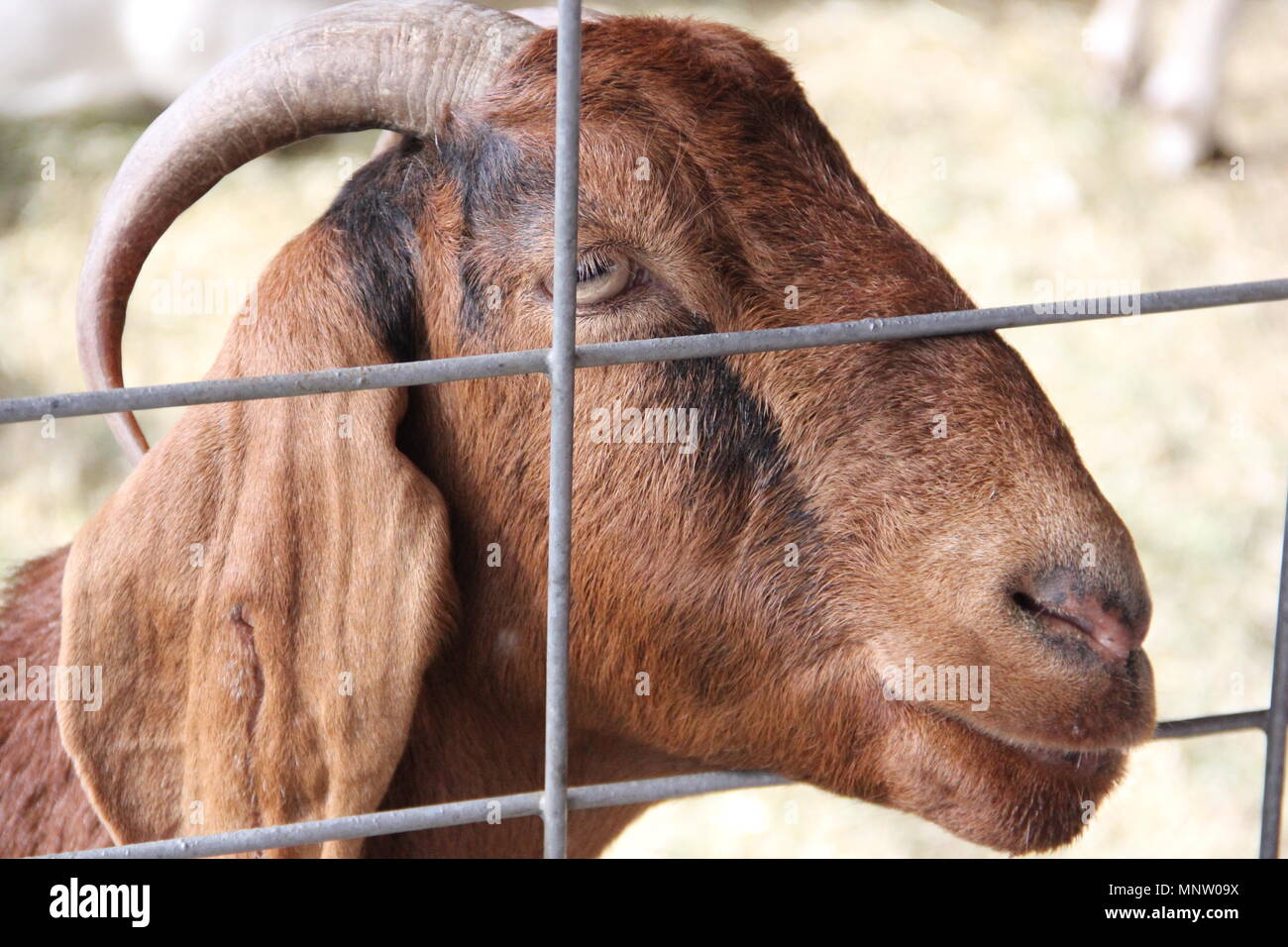 Central Washington State Fair's petting zoo has plenty of goats with ...