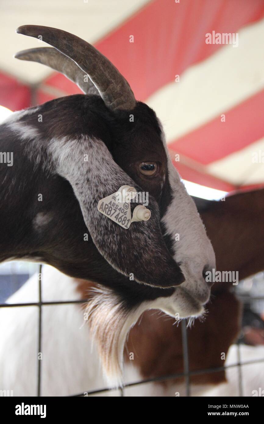 Central Washington State Fair's petting zoo has plenty of goats with ...