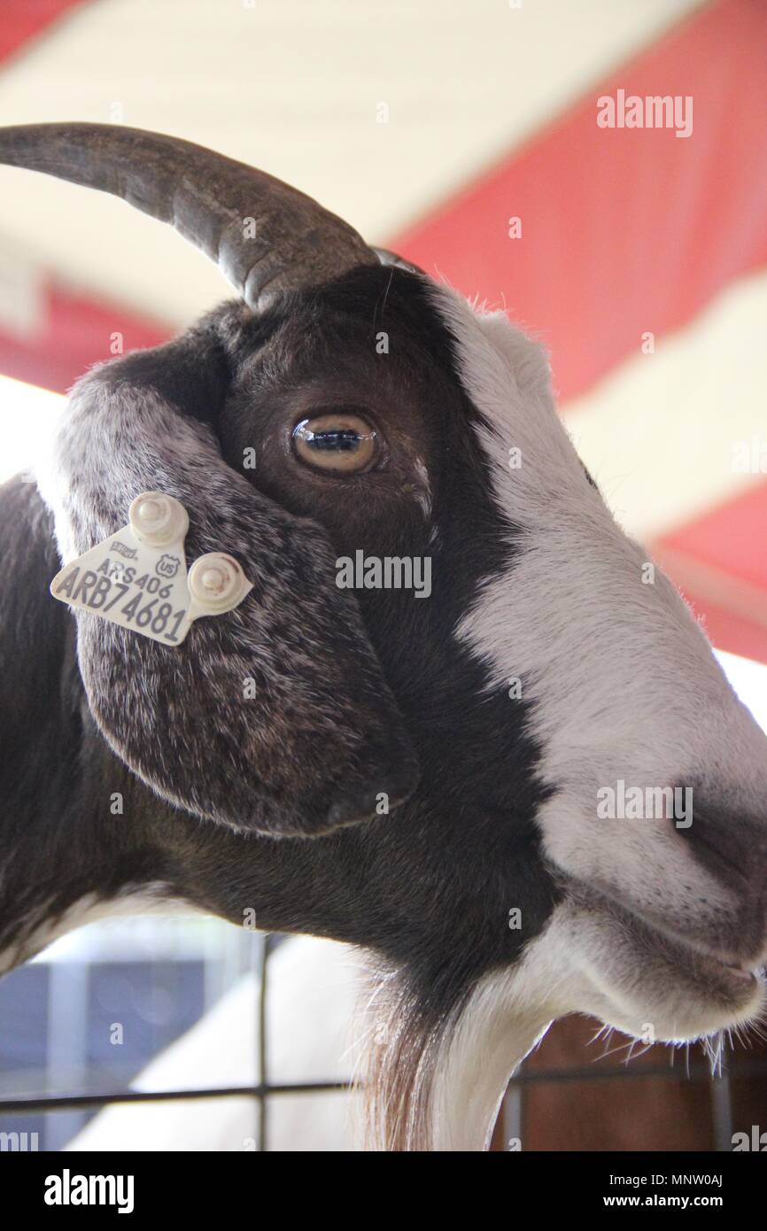 Central Washington State Fair's petting zoo has plenty of goats with ...