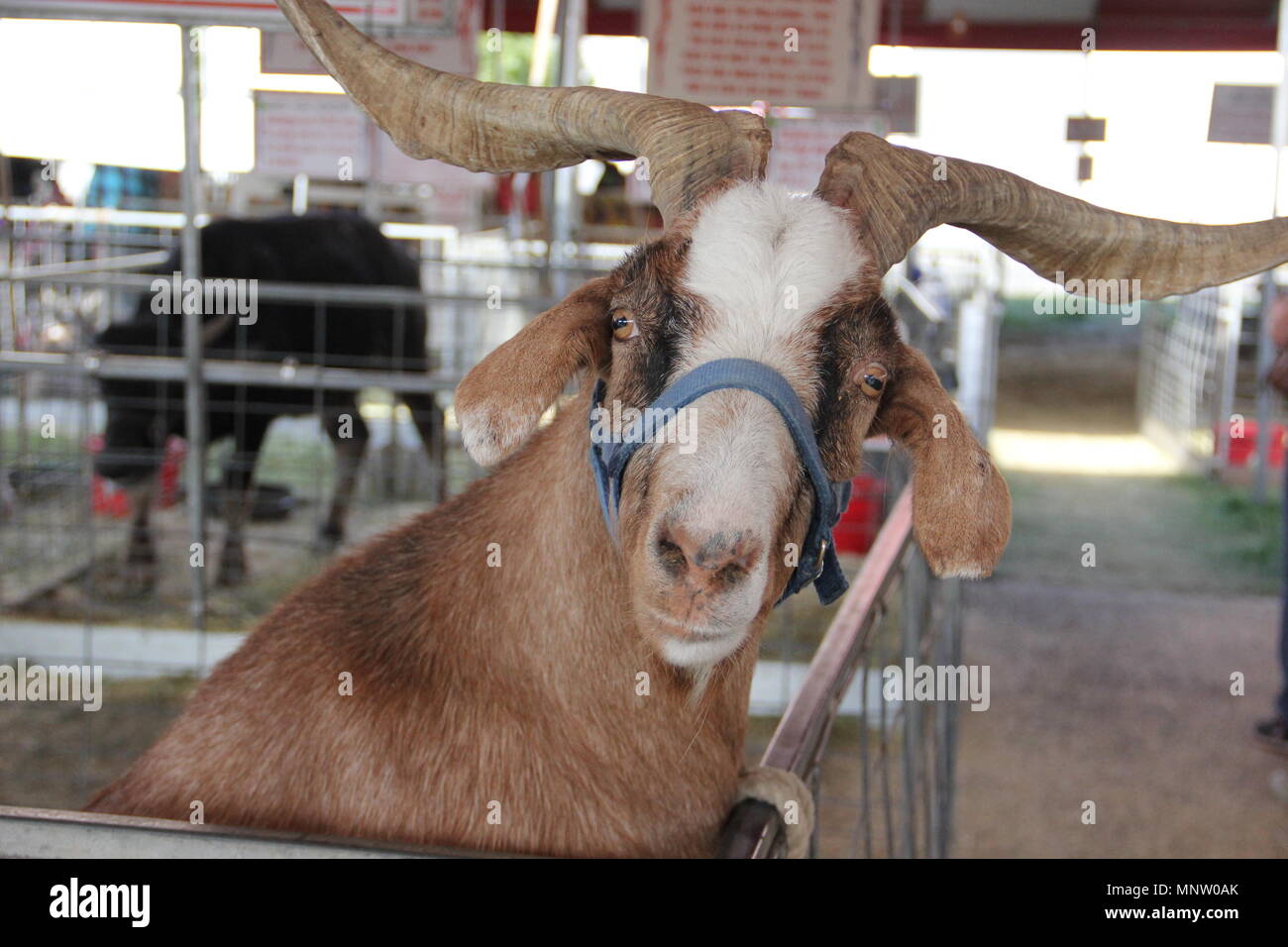 Central Washington State Fair's petting zoo has plenty of goats with ...